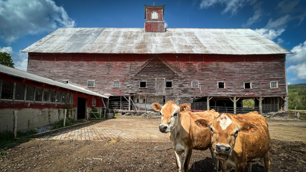 Contact & Visit - Maple Lane Farm